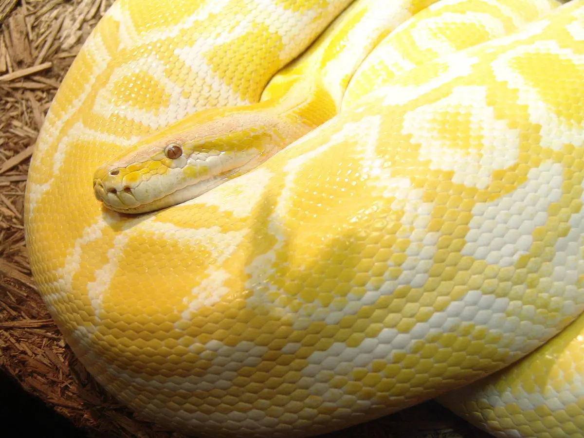 Is Python Free And How To Learn Python For Free • Thecodebytes